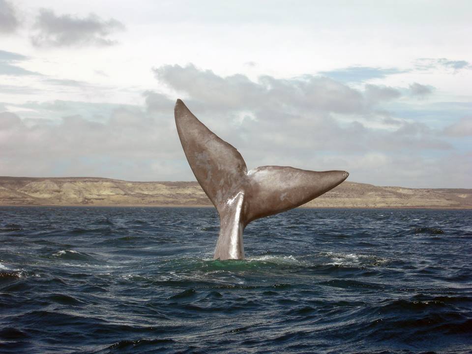 Bowhead and Right Whales (Balaenidae) - Marine Life Identification