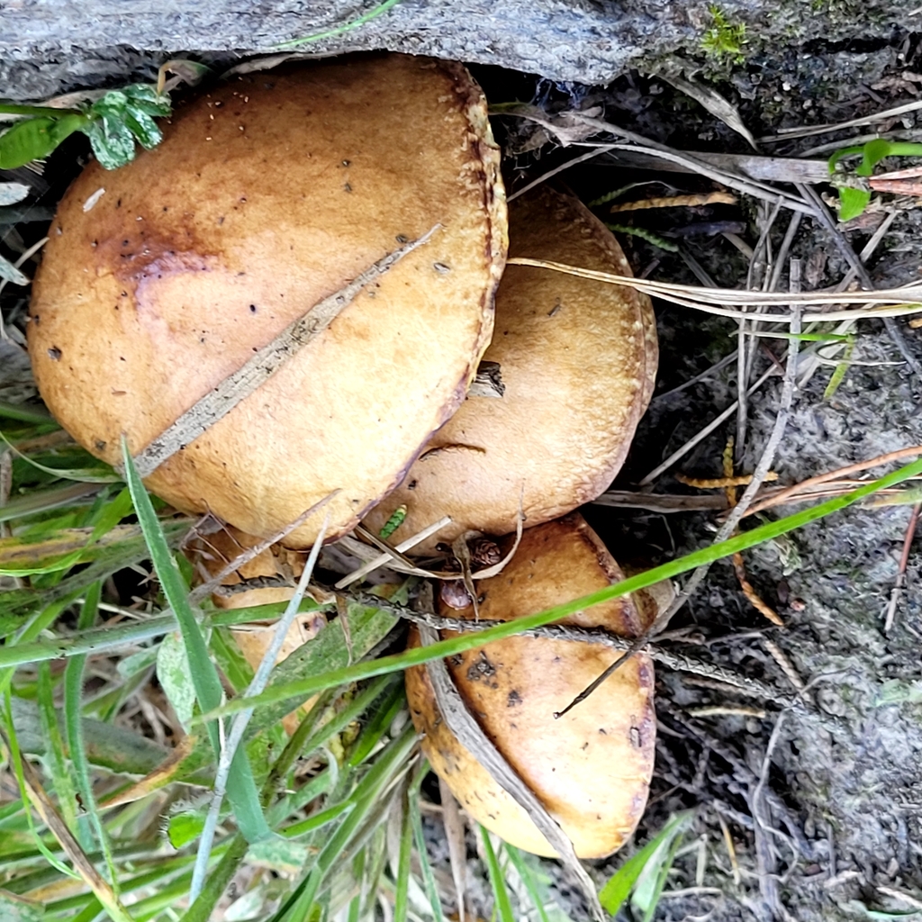 Slippery Jacks from 3481702, Gore Bay 7383, New Zealand on January 01 ...
