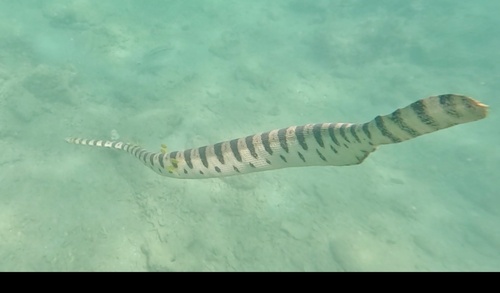 Olive-headed Sea Snake (Hydrophis major) - Snakes and Lizards