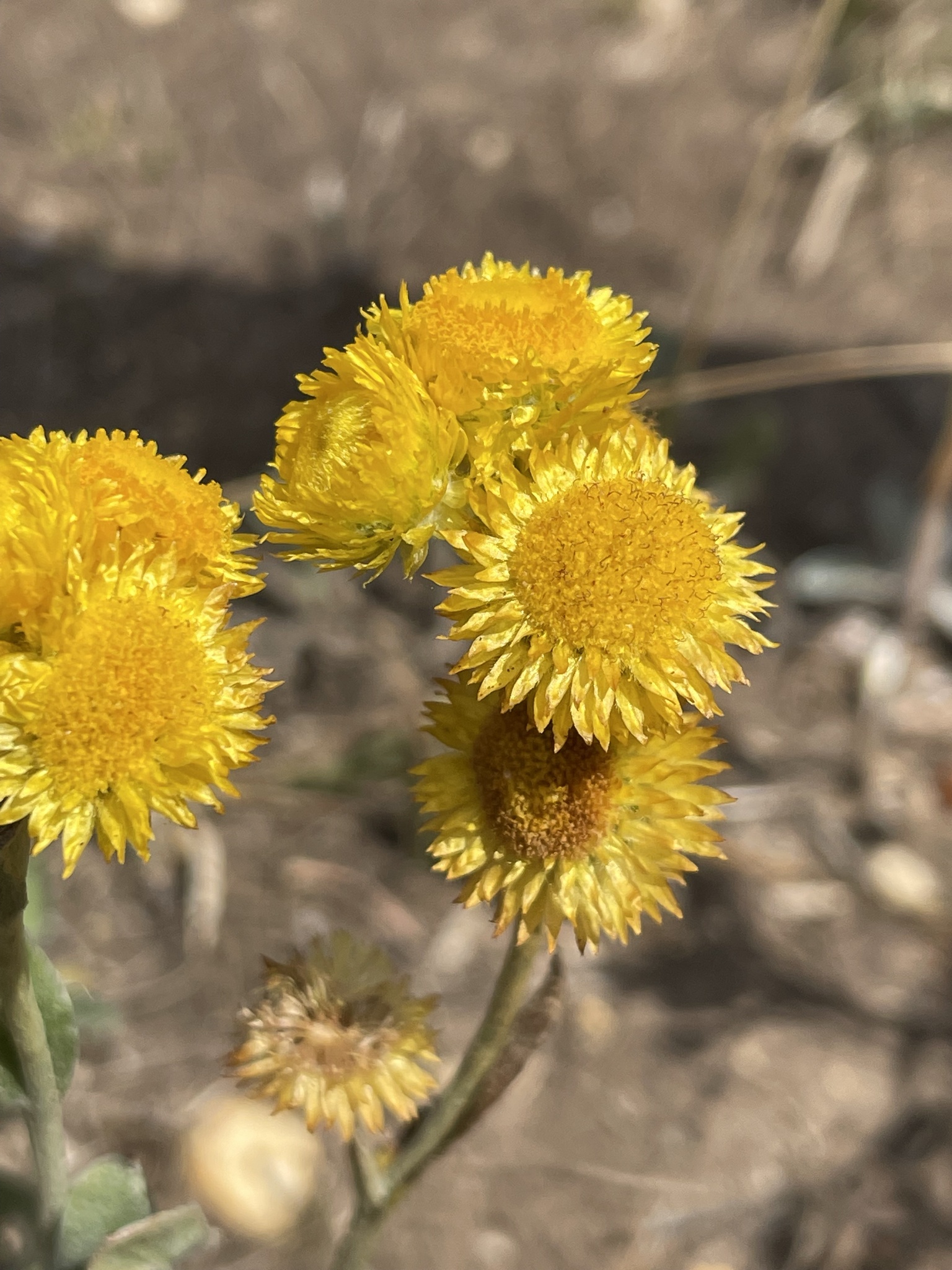 Chrysocephalum apiculatum (Labill.) Steetz