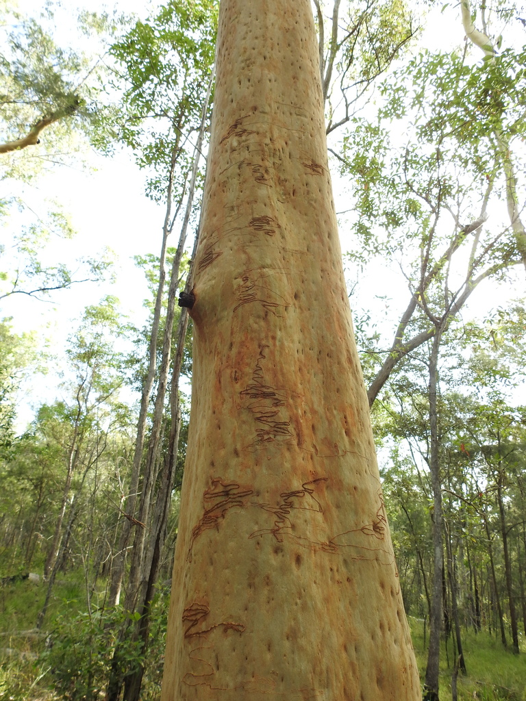 Smooth-barked Apple from Talegalla Weir QLD 4650, Australia on January ...