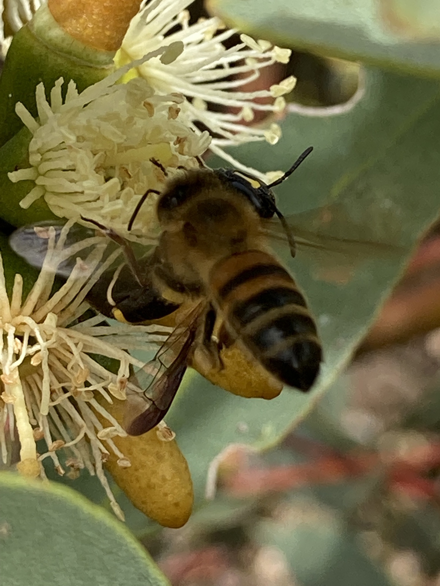 Apis mellifera Linnaeus, 1758