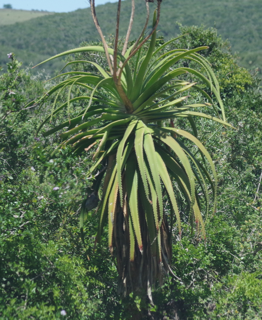 French Aloe from Grahamstown to Rosehill Mall via Bathurst, across the ...