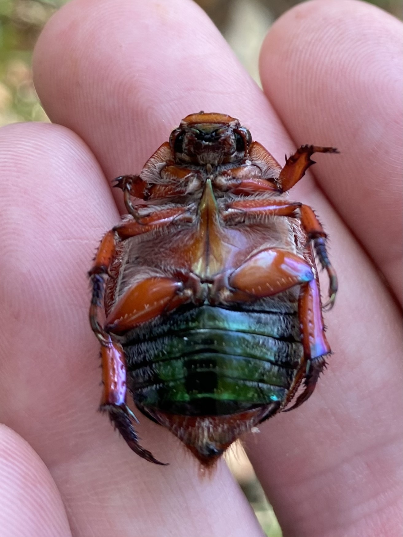 Scarabaeidae