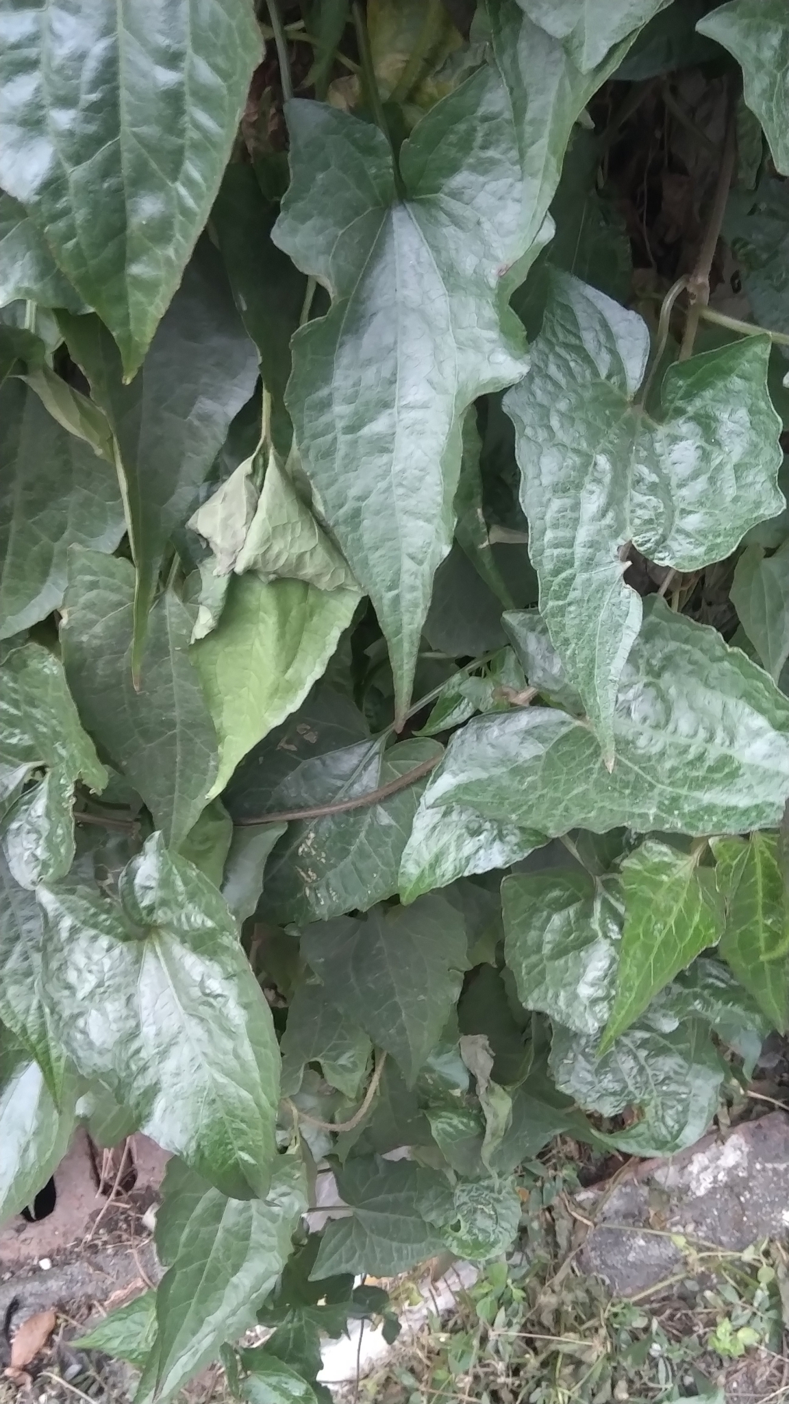 Mikania micrantha Kunth