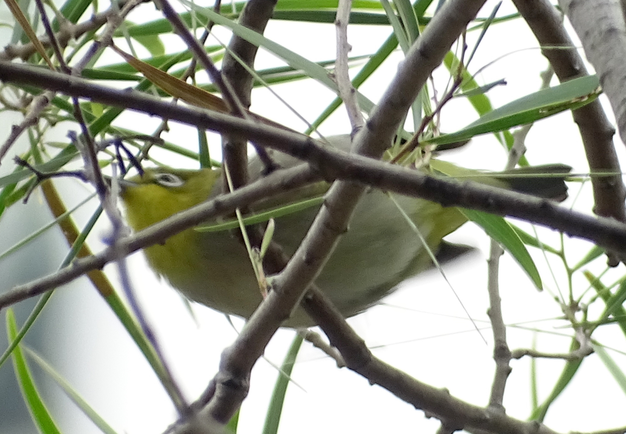 Zosterops simplex Swinhoe, 1861