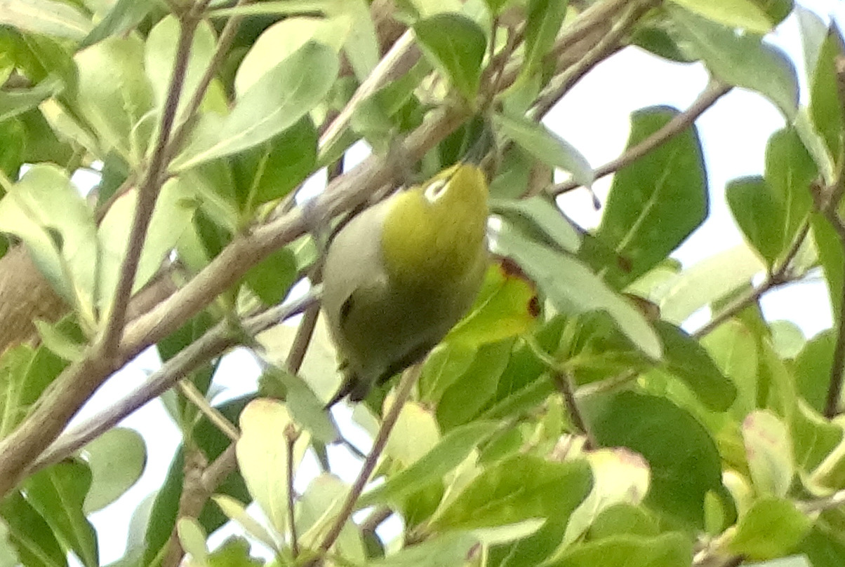 Zosterops simplex Swinhoe, 1861