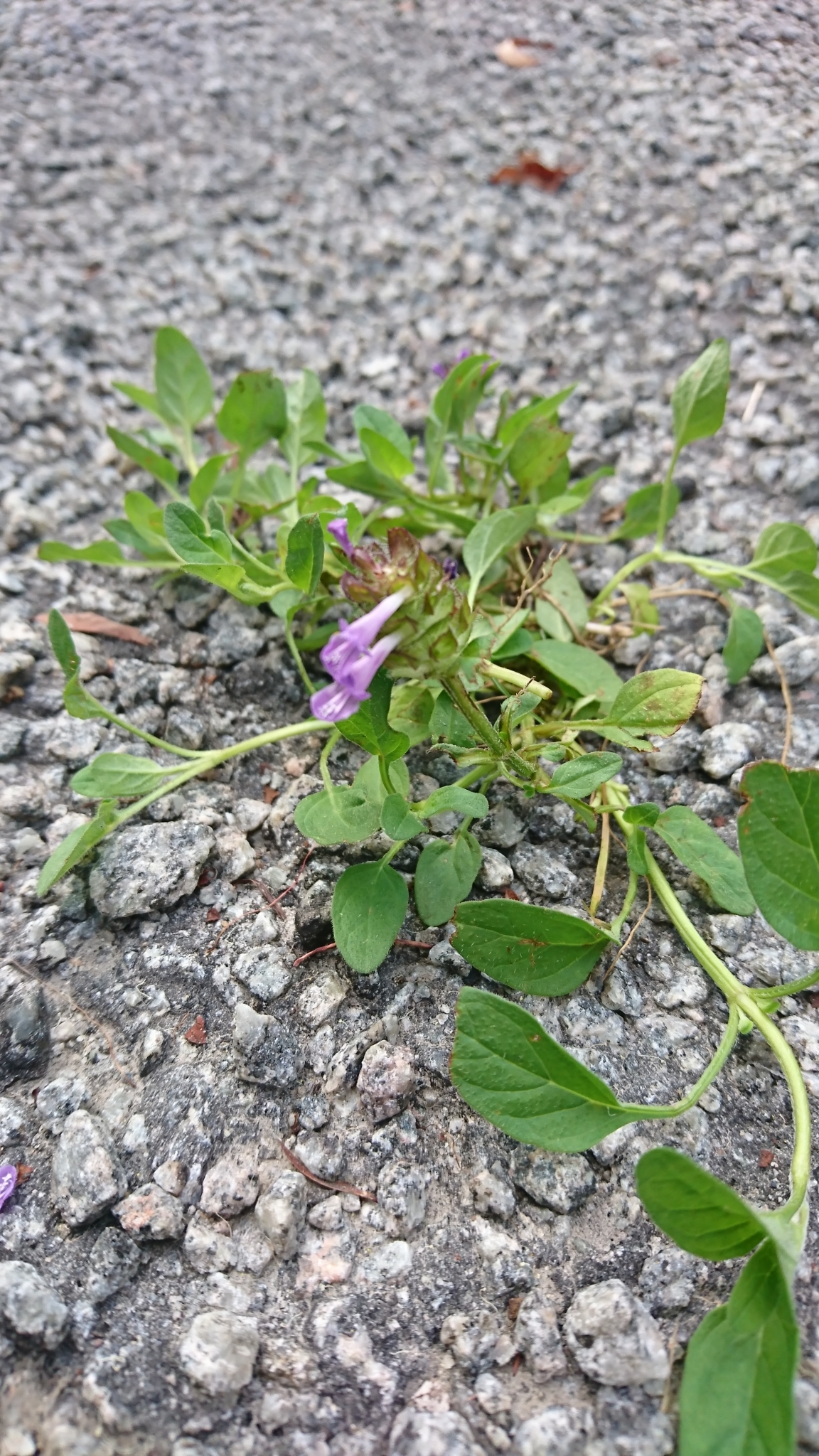 Lamiaceae