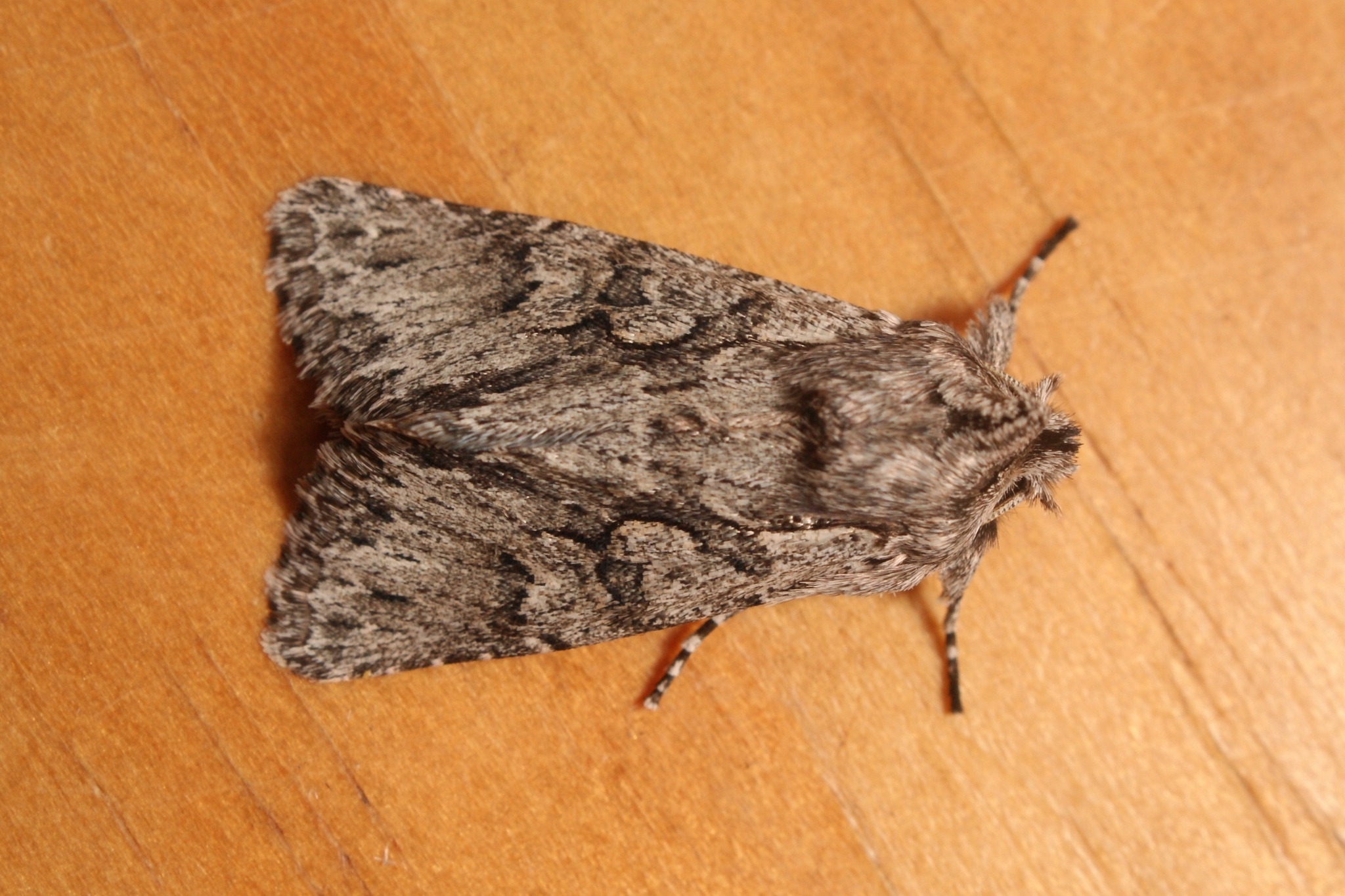 Noctuidae