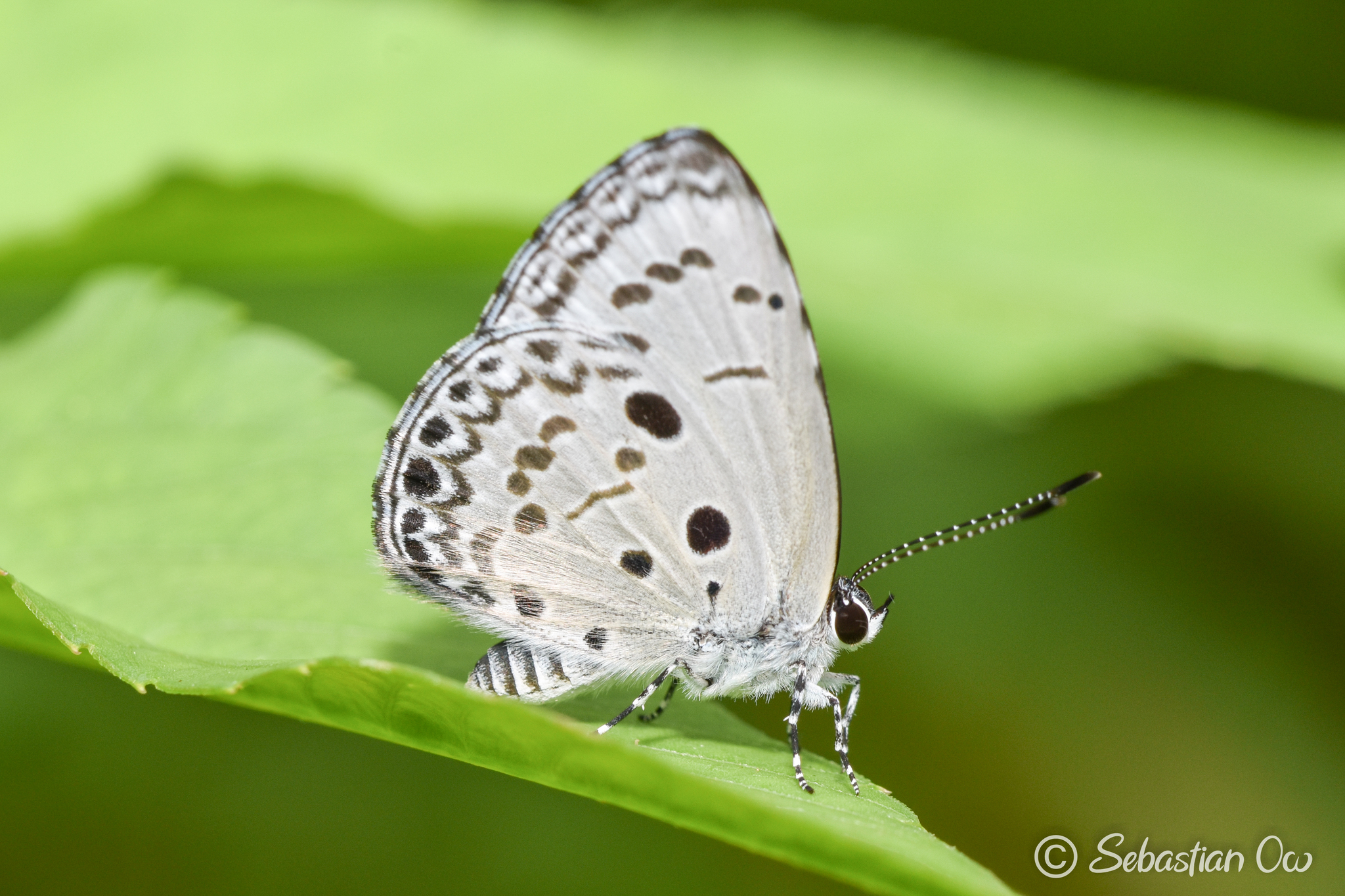 Lycaenidae