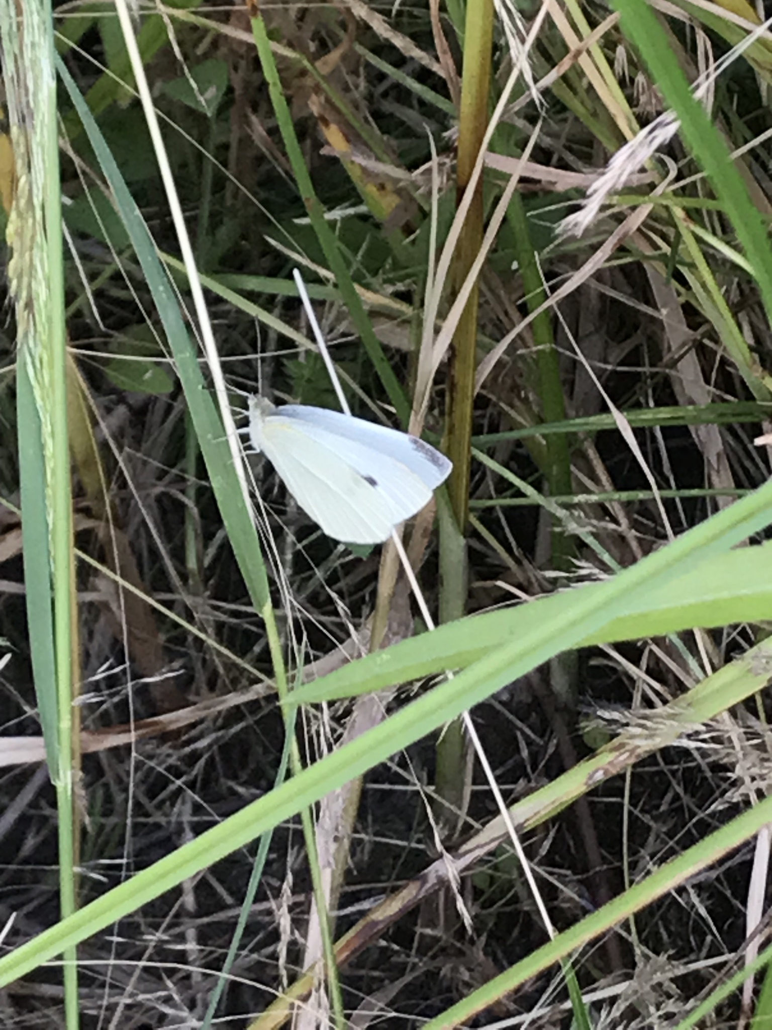 Pieris rapae (Linnaeus, 1758)