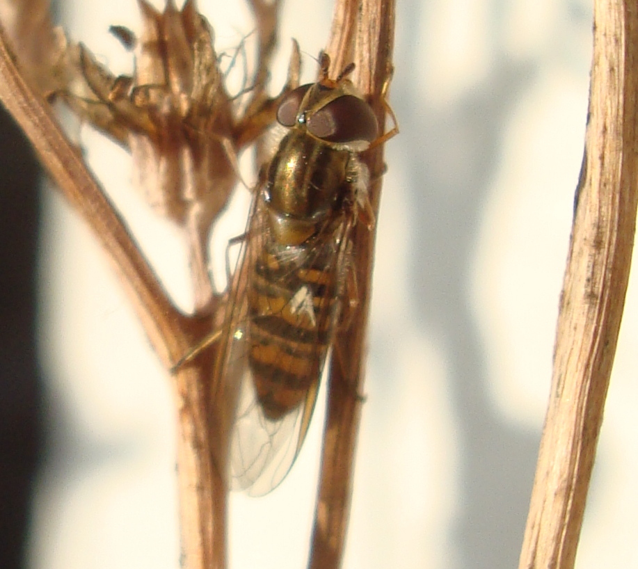 Episyrphus balteatus (De Geer, 1776)