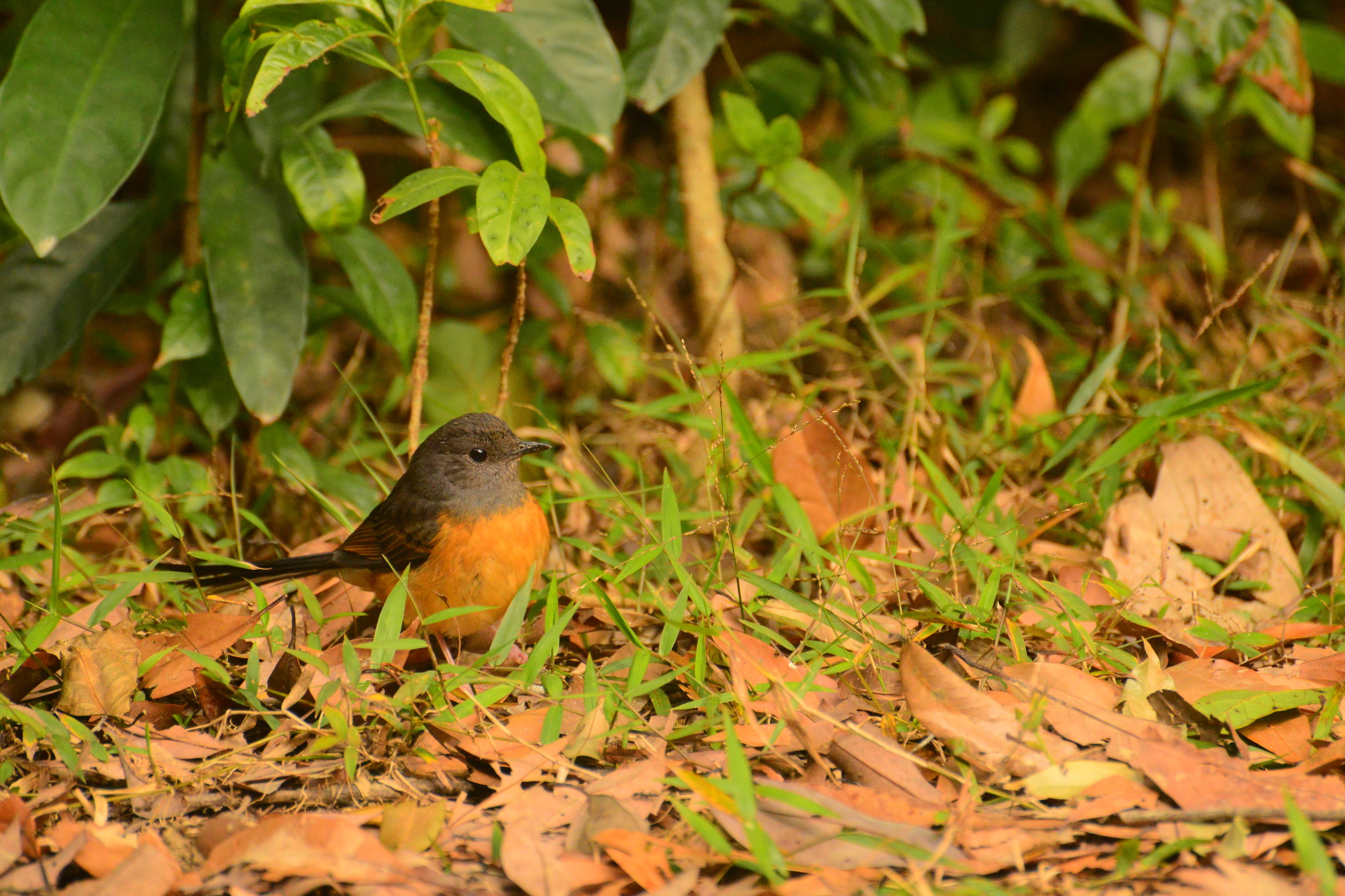 Copsychus malabaricus (Scopoli, 1786)