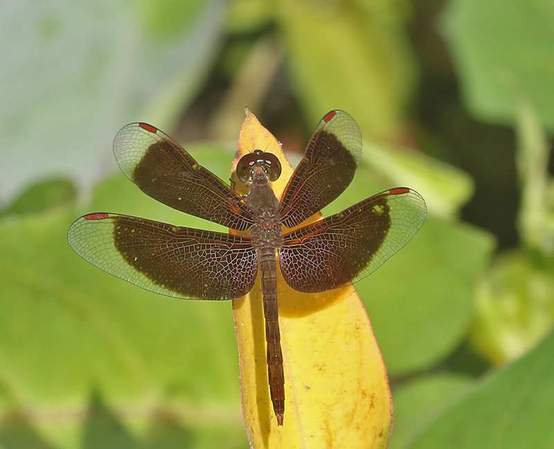 Neurothemis fluctuans Fabricius, 1793