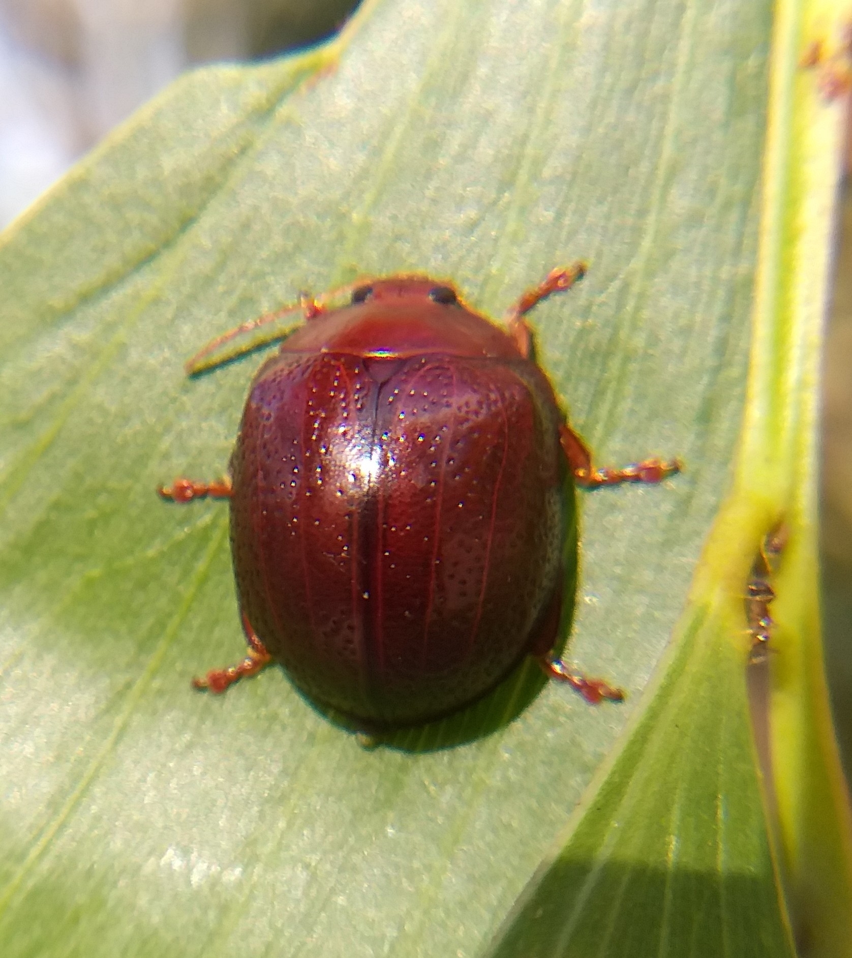 Chrysomelidae