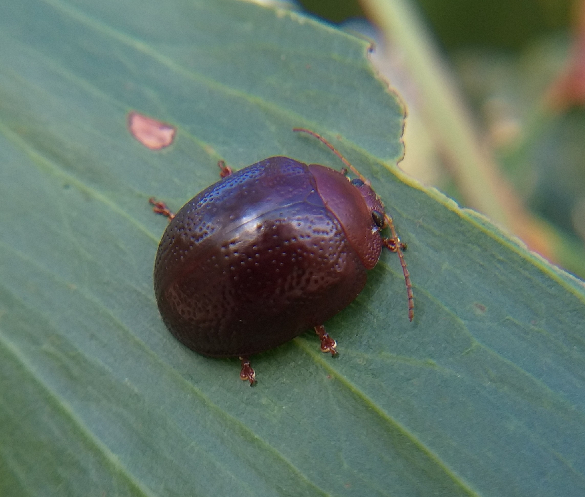 Chrysomelidae