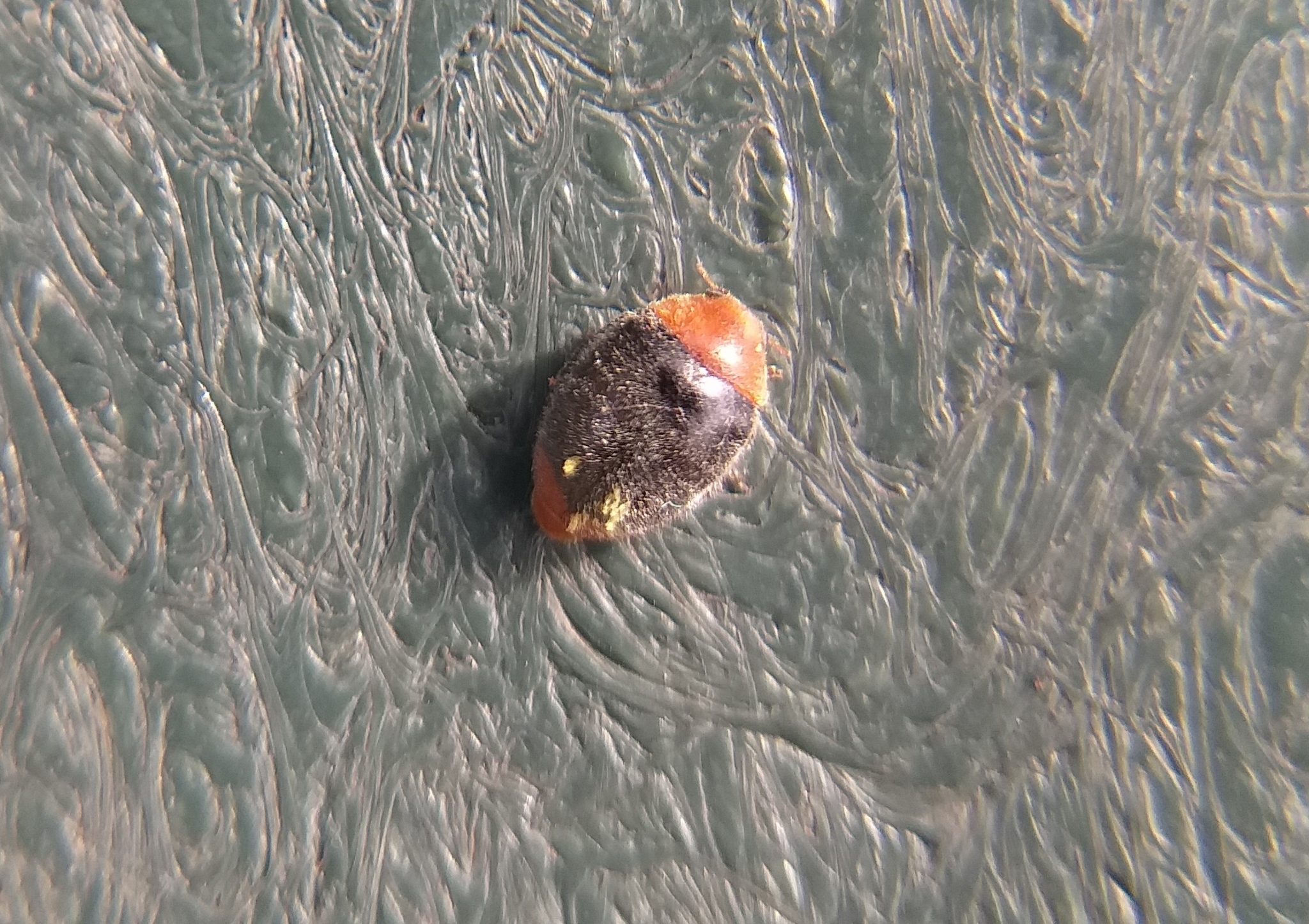 Coccinellidae