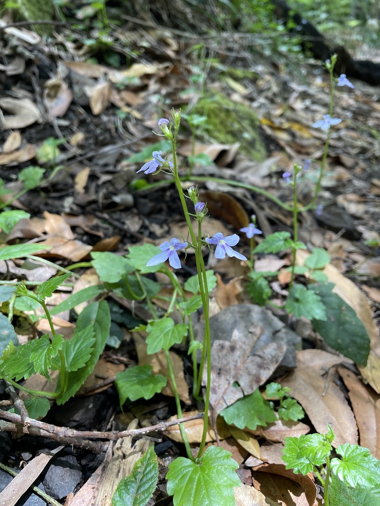 forest lobelia from Gibraltar Range National Park, Moogem, NSW, AU on ...