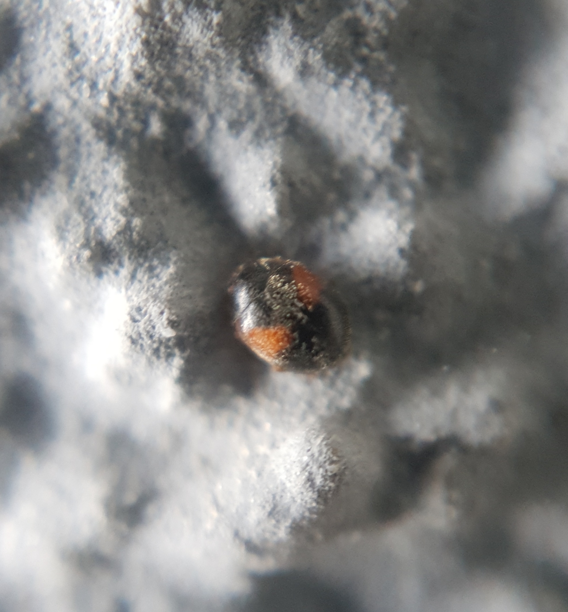 Coccinellidae