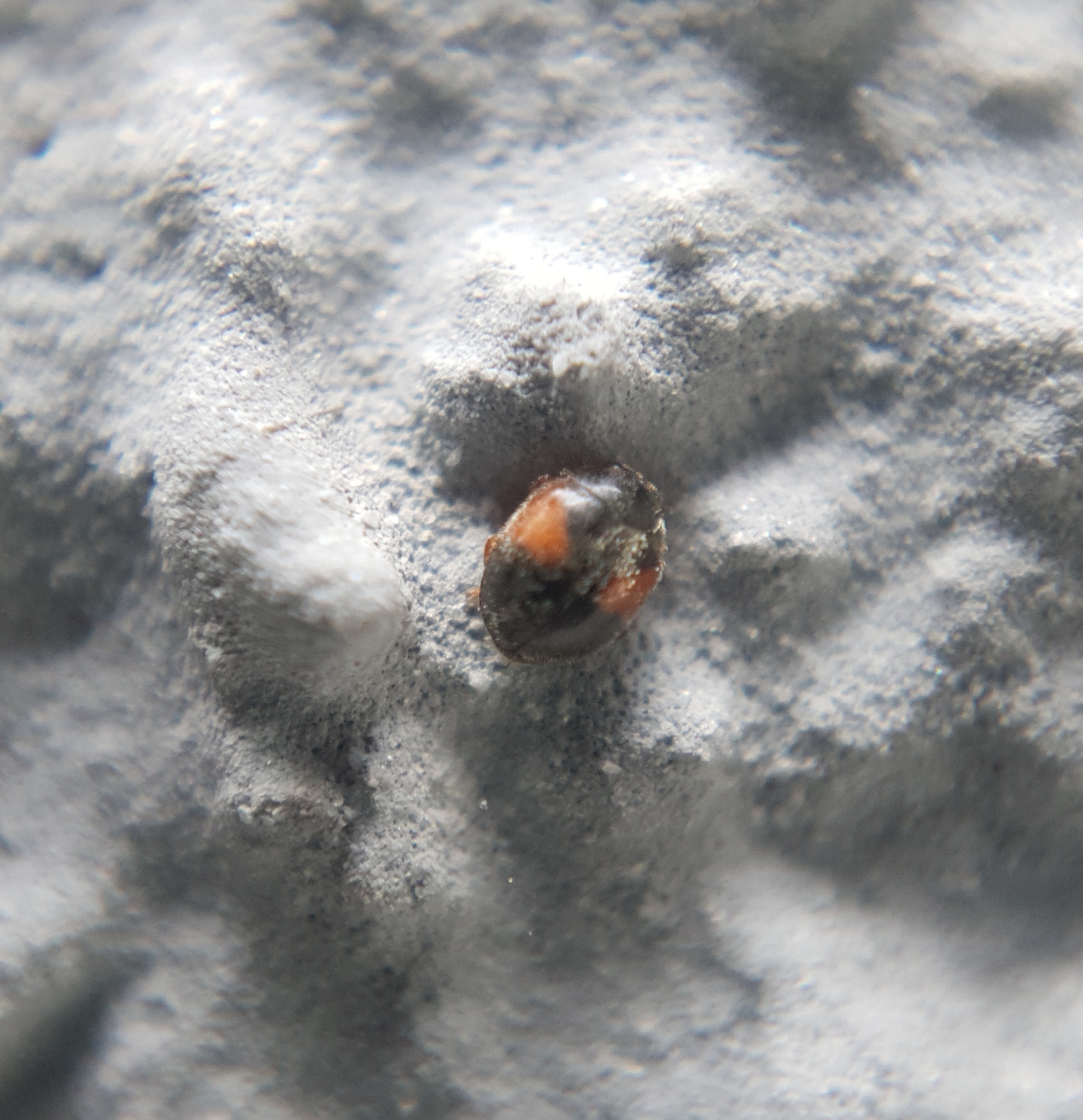 Coccinellidae