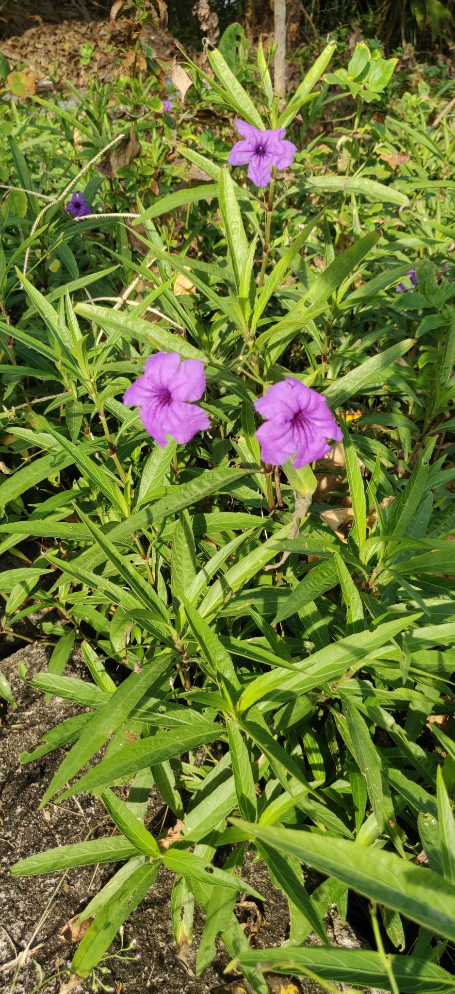 Acanthaceae
