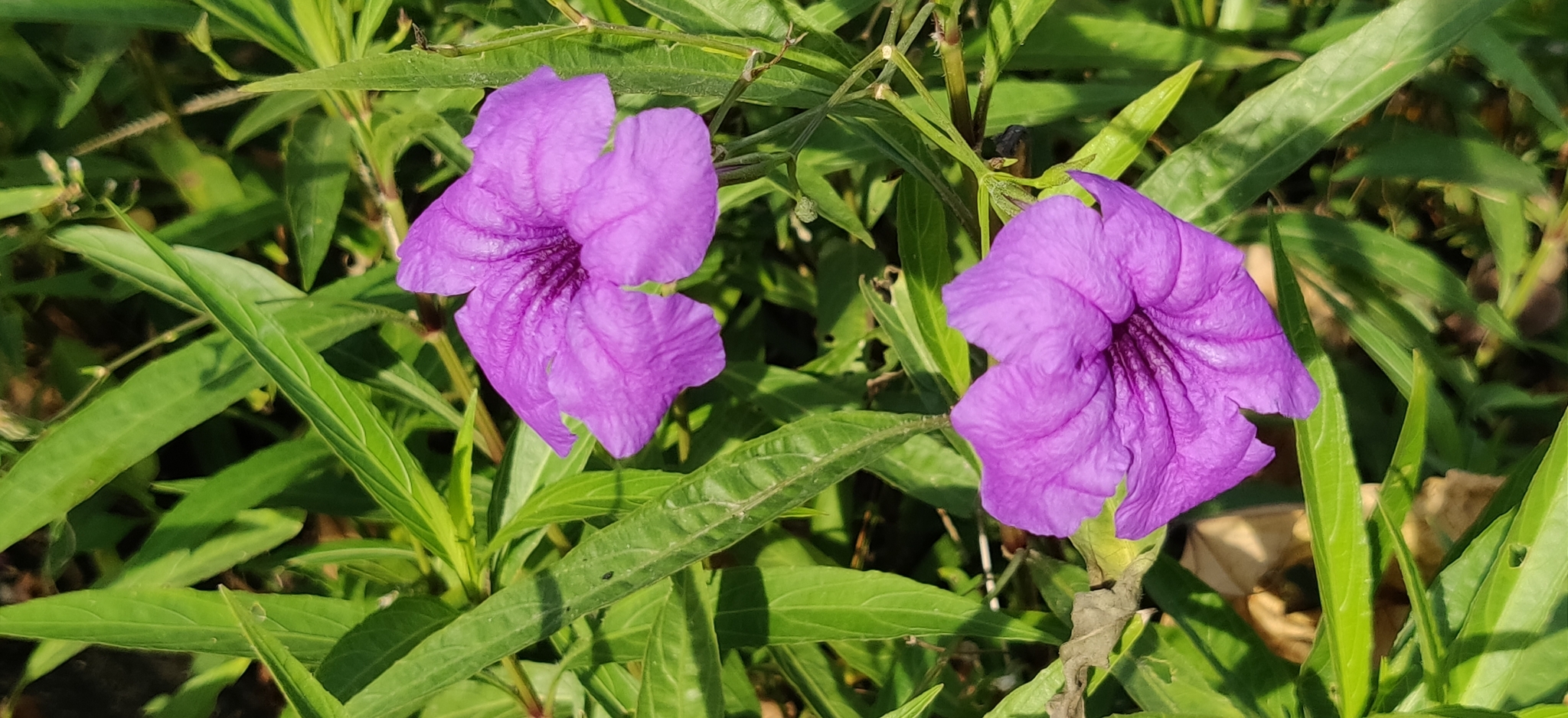 Acanthaceae