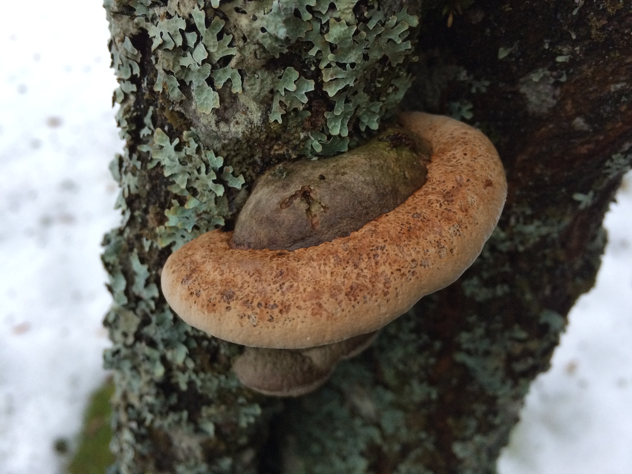 Phellinus Quél., 1886