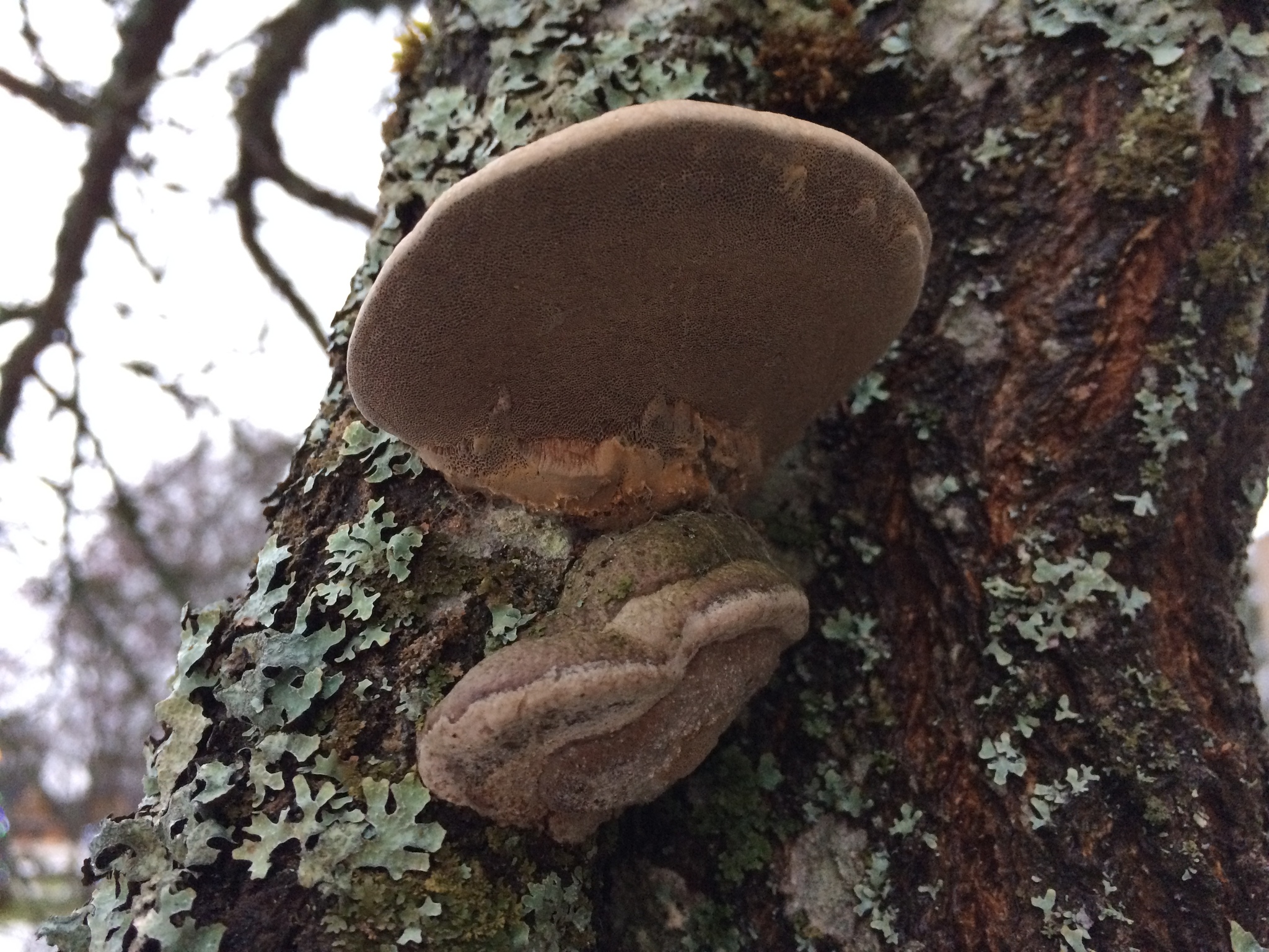 Phellinus Quél., 1886