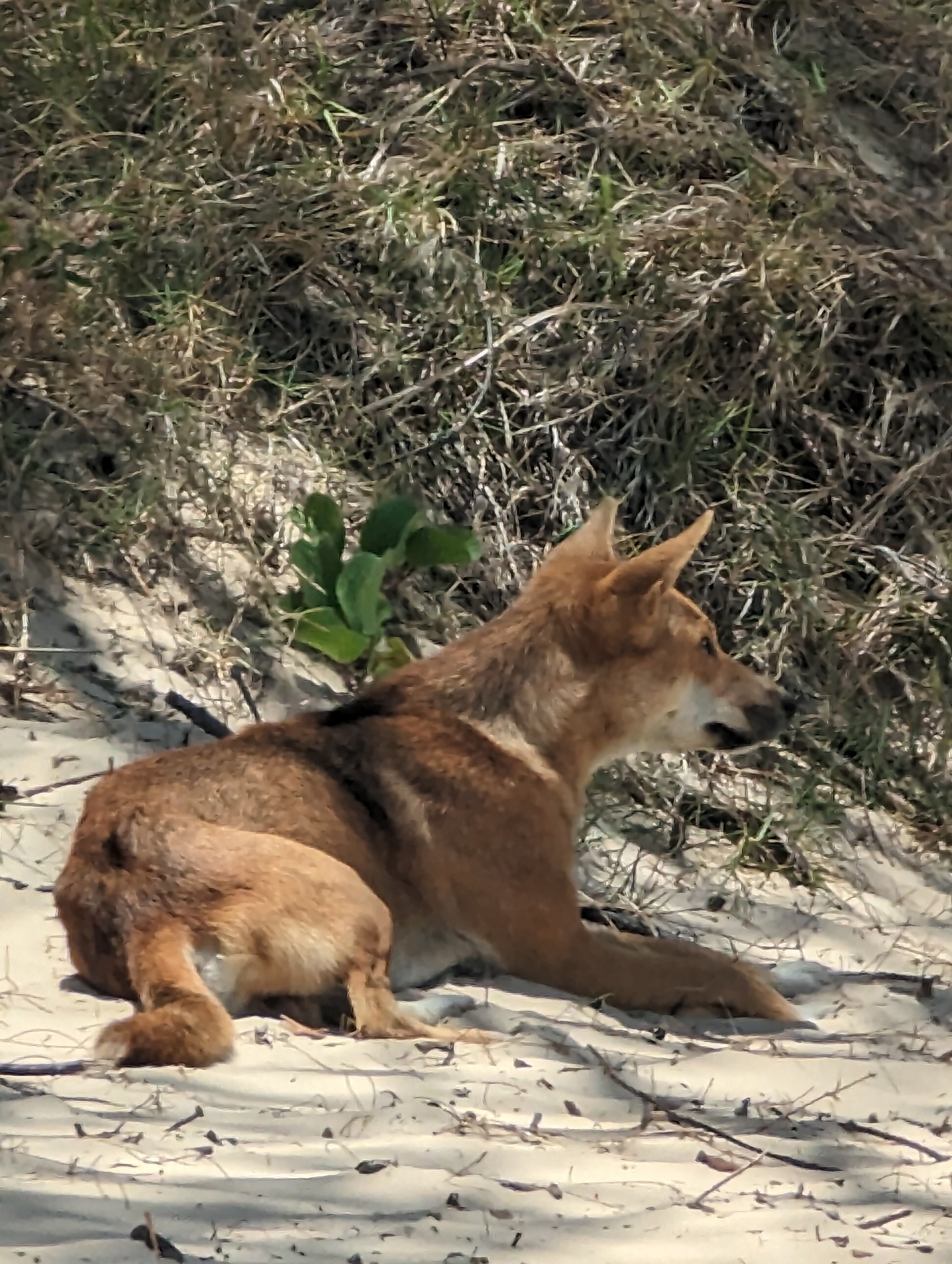 Canis lupus familiaris Linnaeus, 1758