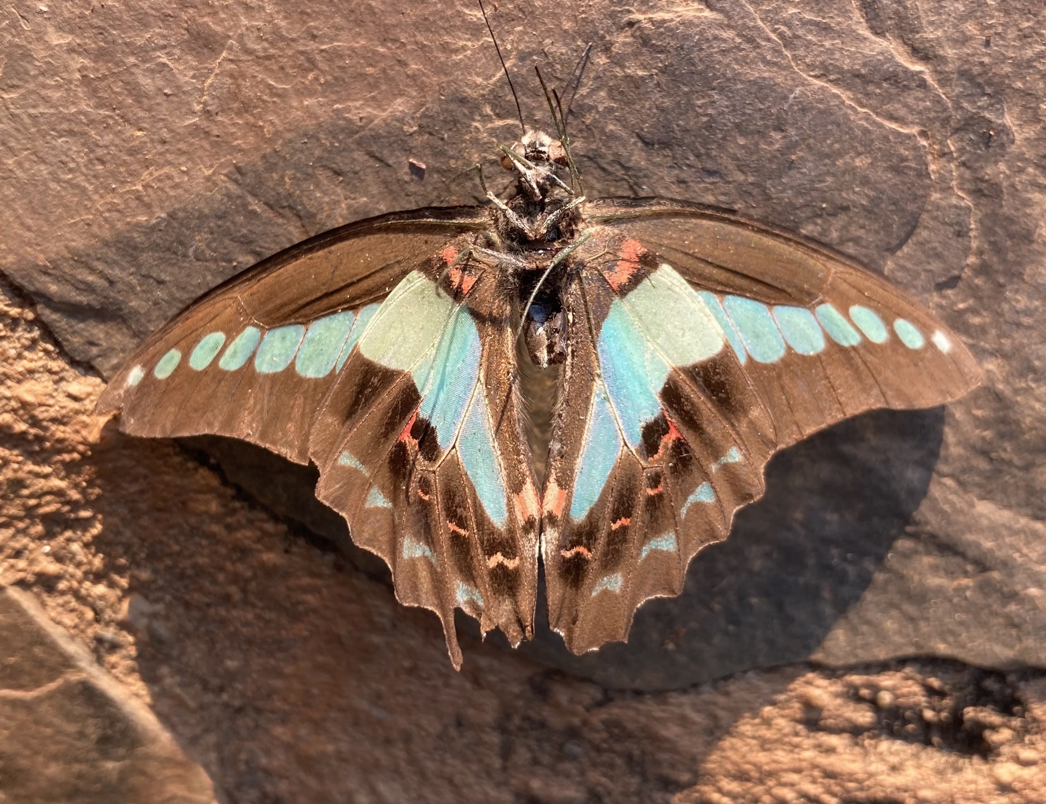 Graphium sarpedon (Linnaeus, 1758)