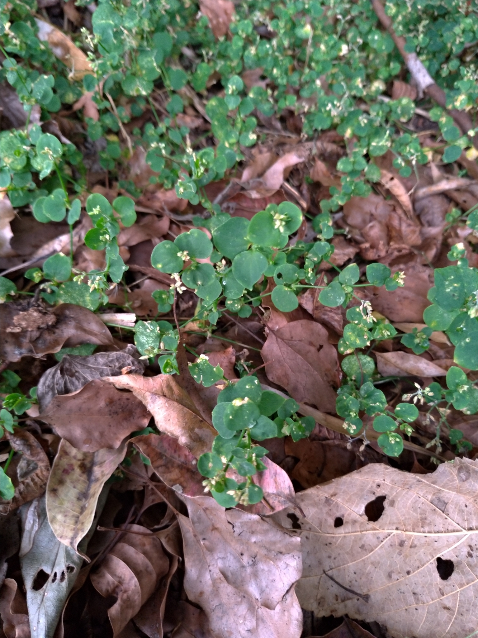 Caryophyllaceae