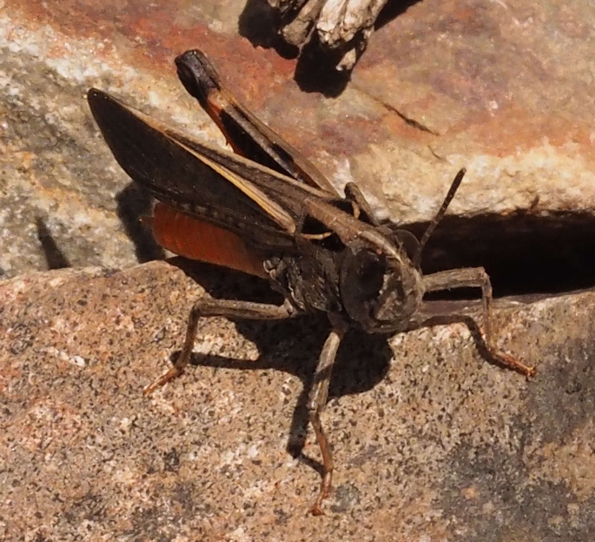 Acrididae