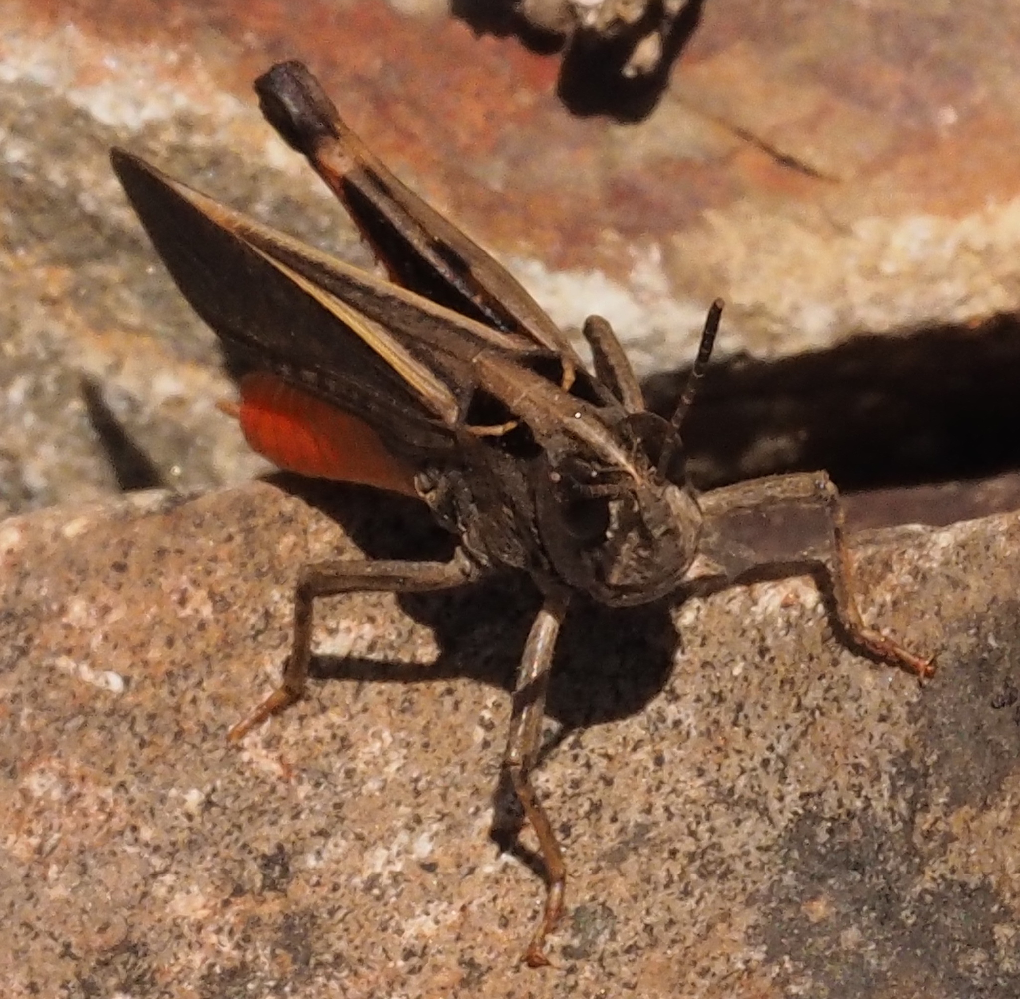 Acrididae