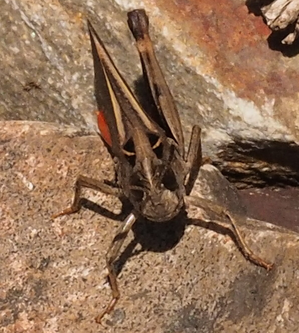 Acrididae