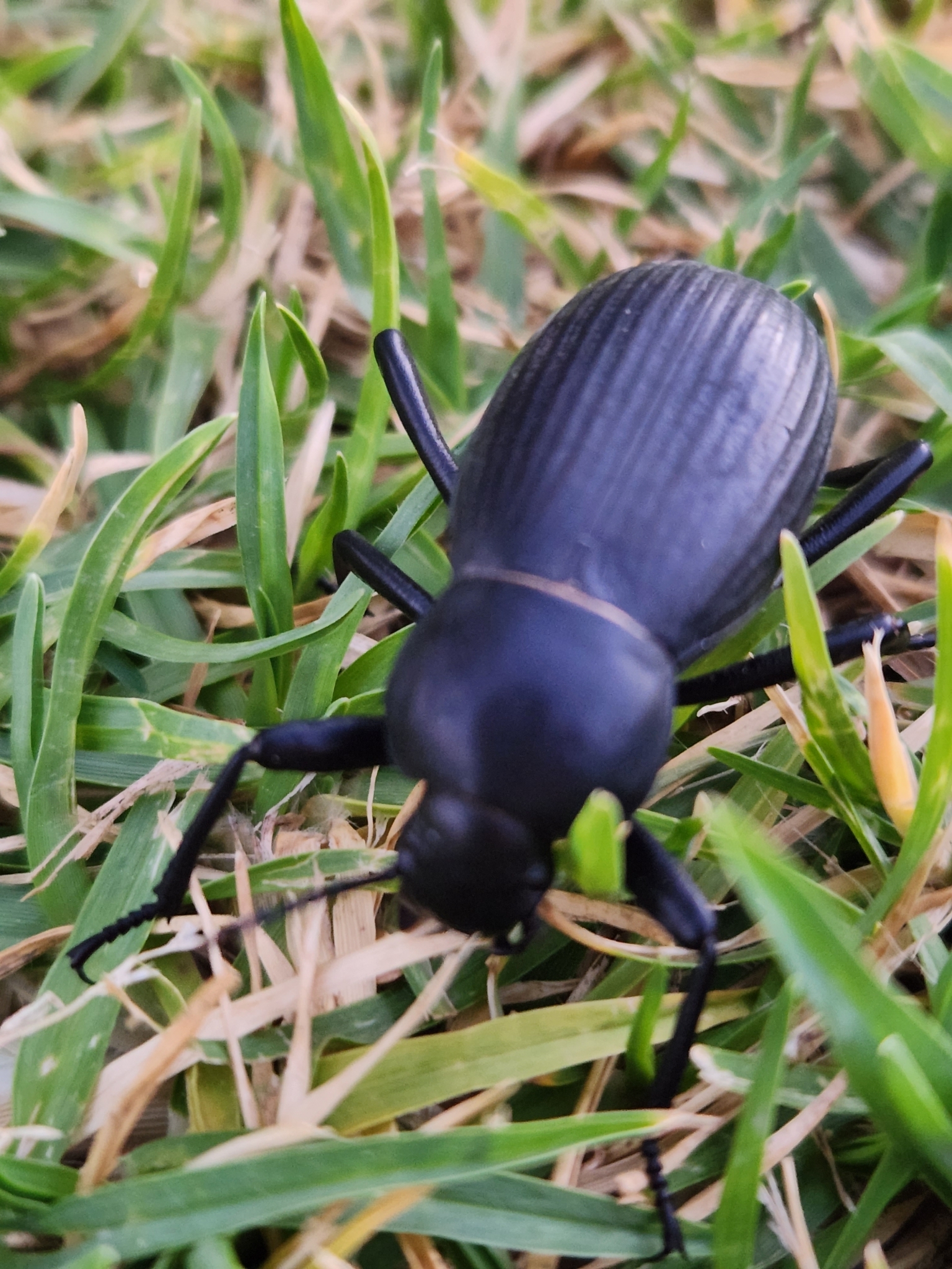 Tenebrionidae