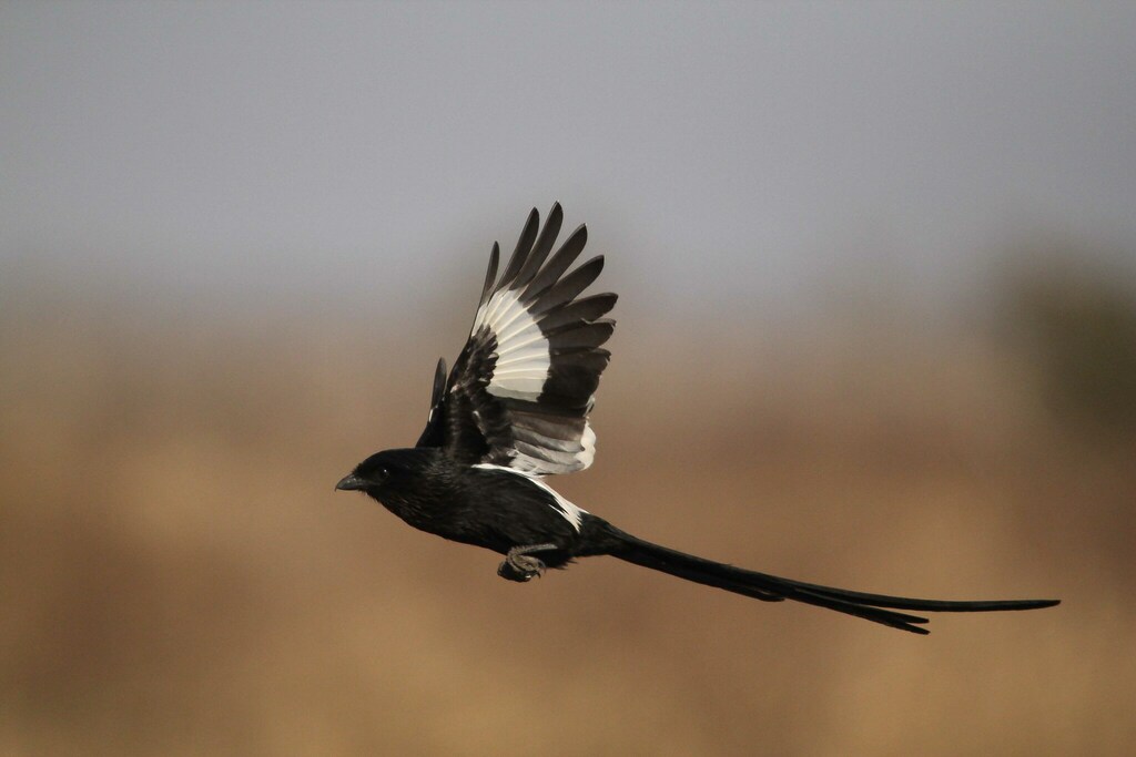 Lowveld Magpie Shrike from Phalaborwa, 1390, South Africa on July 30 ...