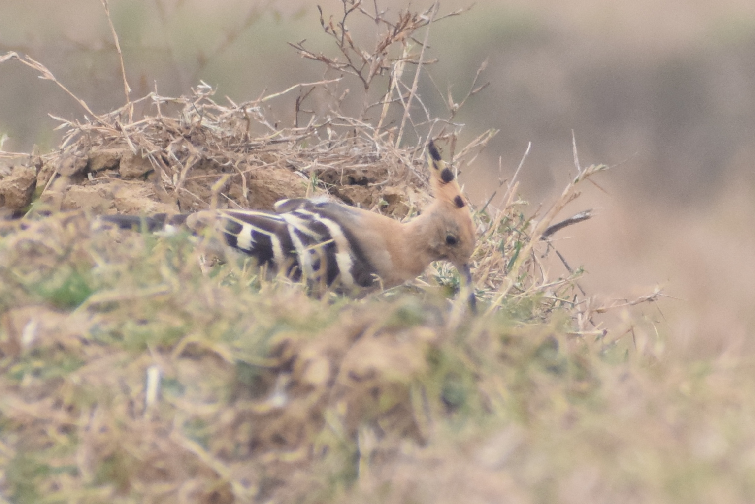 Upupa Linnaeus, 1758