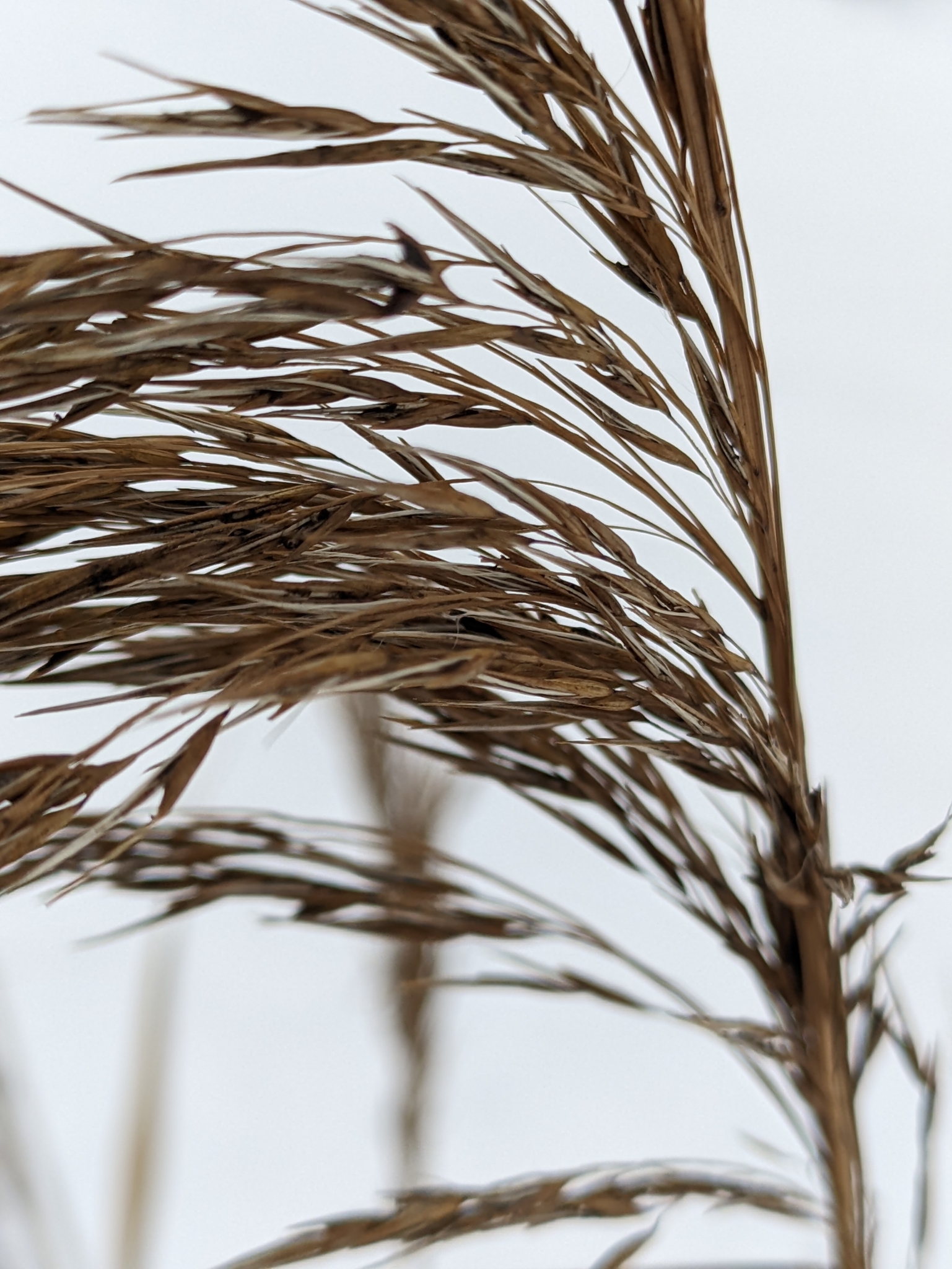 Phragmites australis (Cav.) Trin. ex Steud.