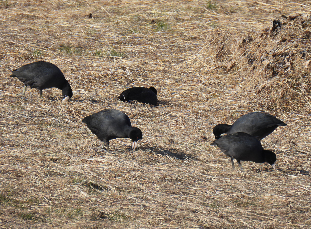 Eurasian Coot from Kawasaki Ward, Kawasaki, Kanagawa, Japan on January ...