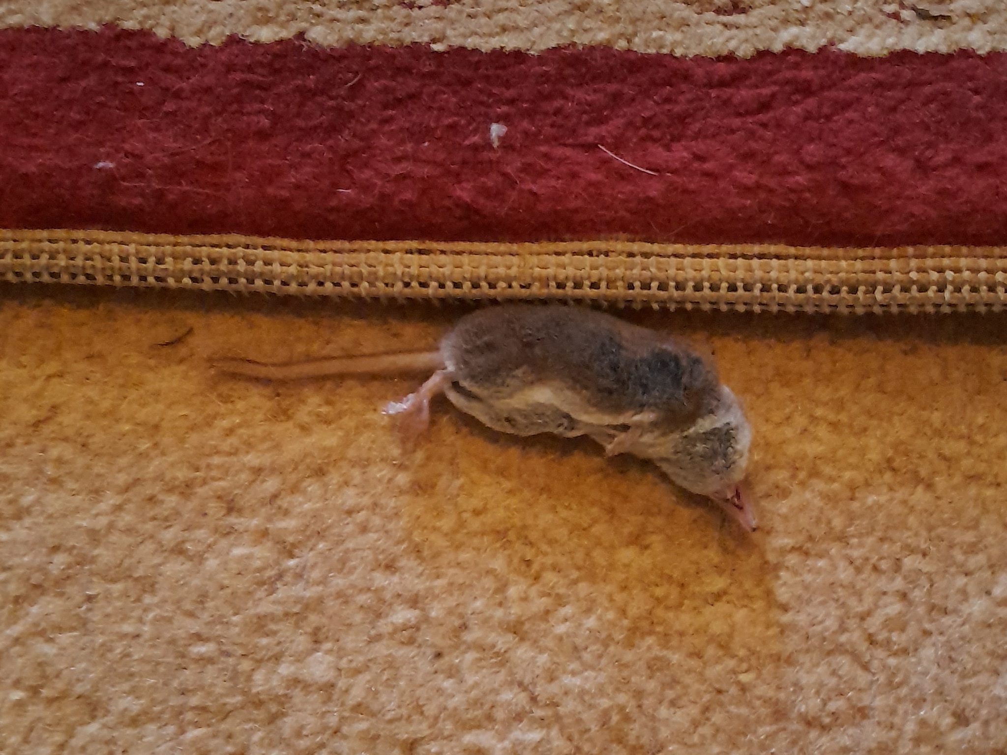 Sorex araneus Linnaeus, 1758