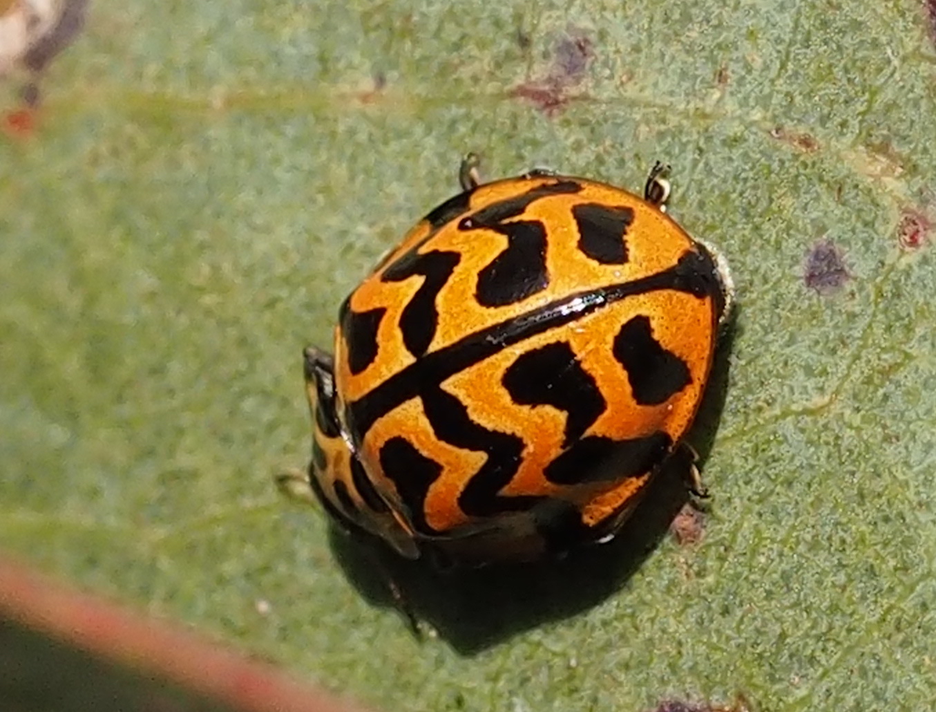 Coccinellidae