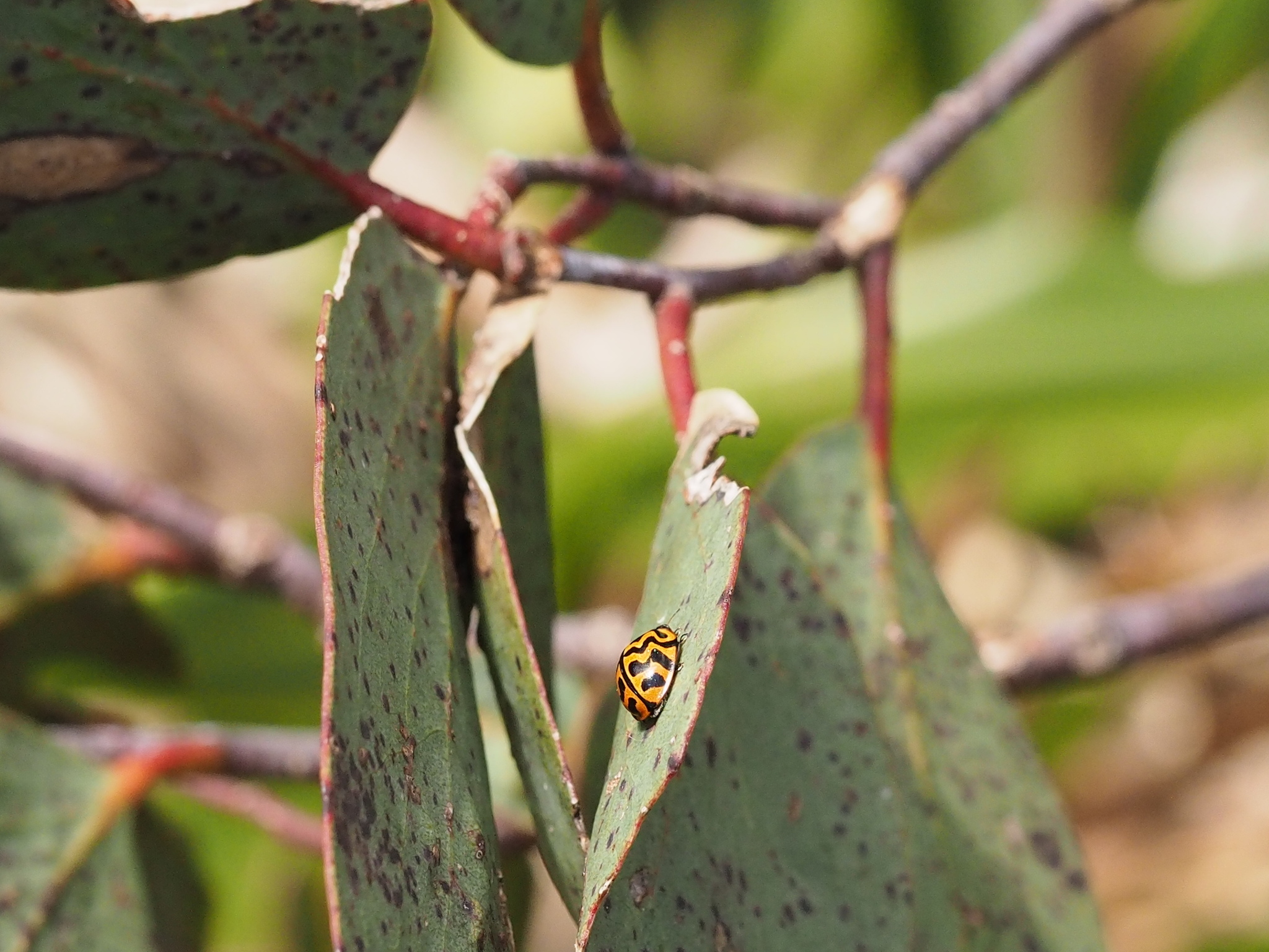Coccinellidae