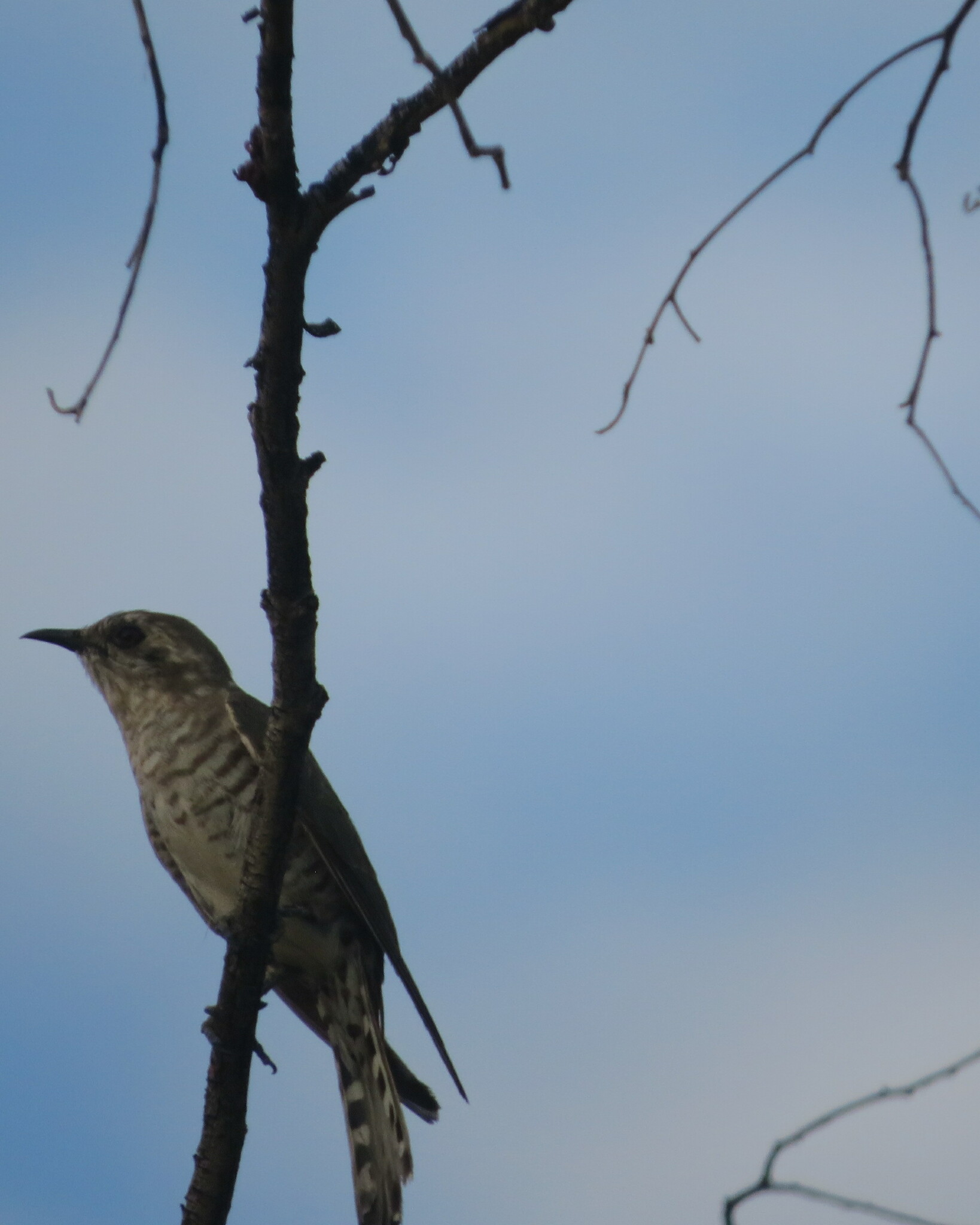 Chrysococcyx basalis (Horsfield, 1821)