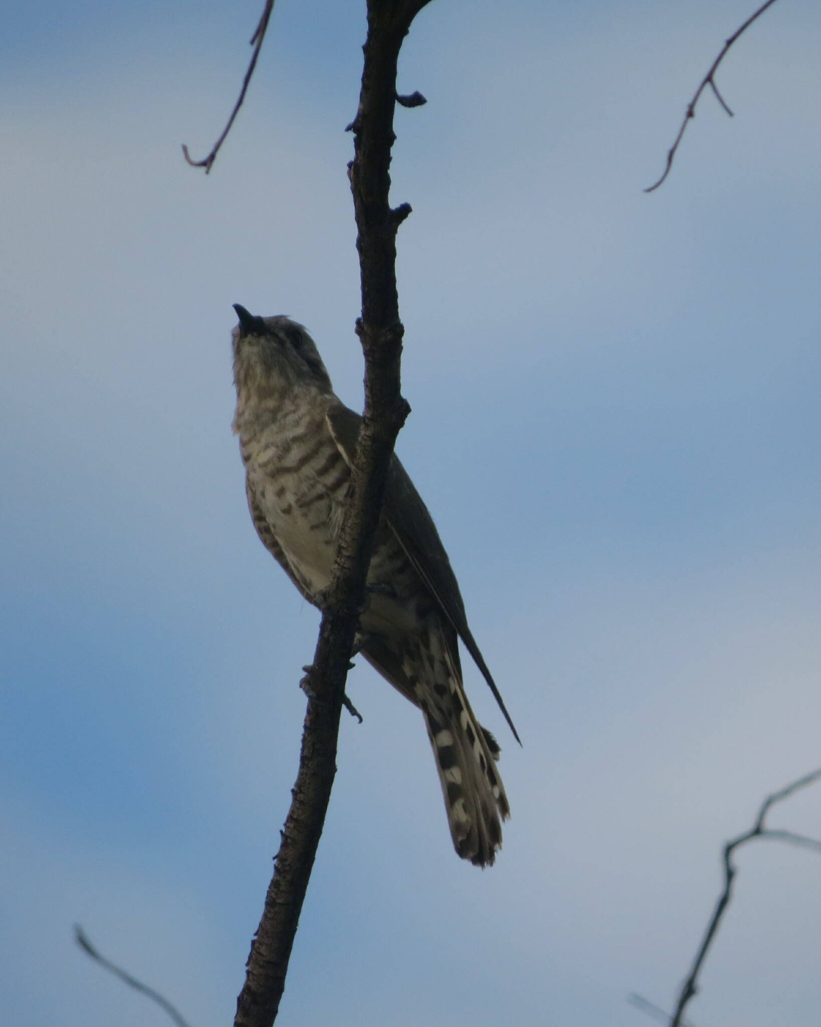 Chrysococcyx basalis (Horsfield, 1821)