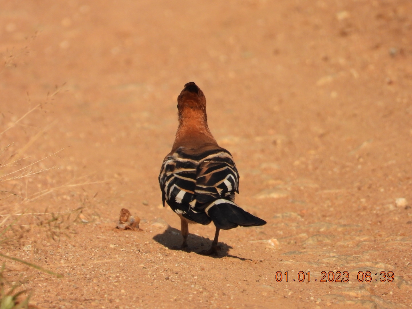 Upupidae