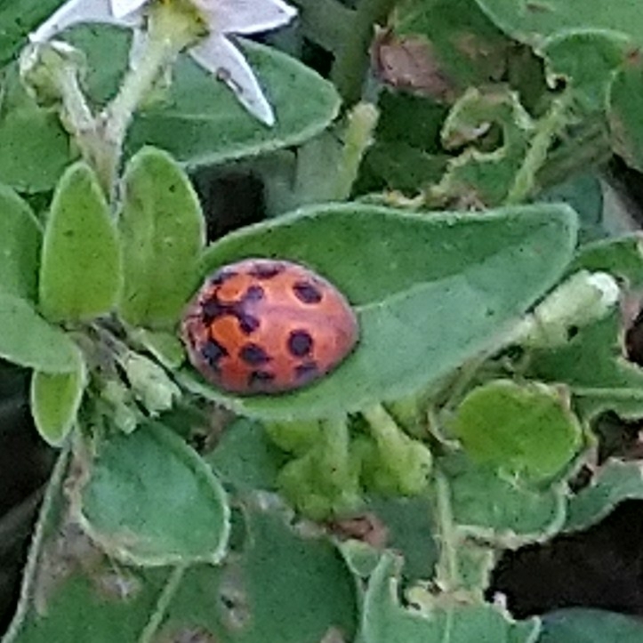 Coccinellidae