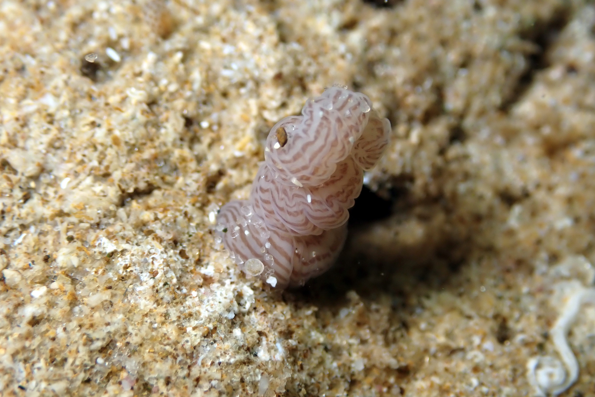 Baseodiscus delineatus (Delle Chiaje, 1822)