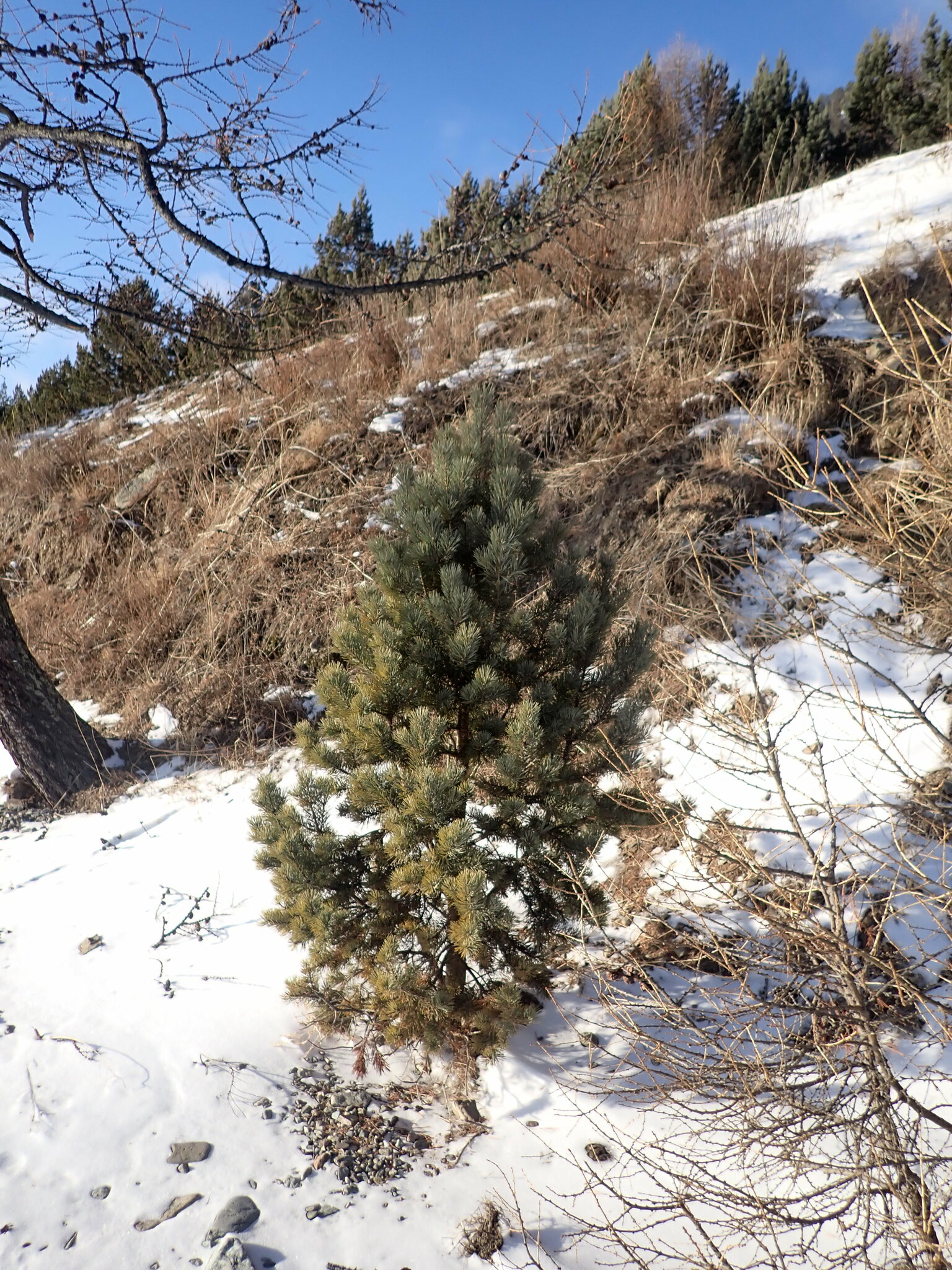 Pinus L.
