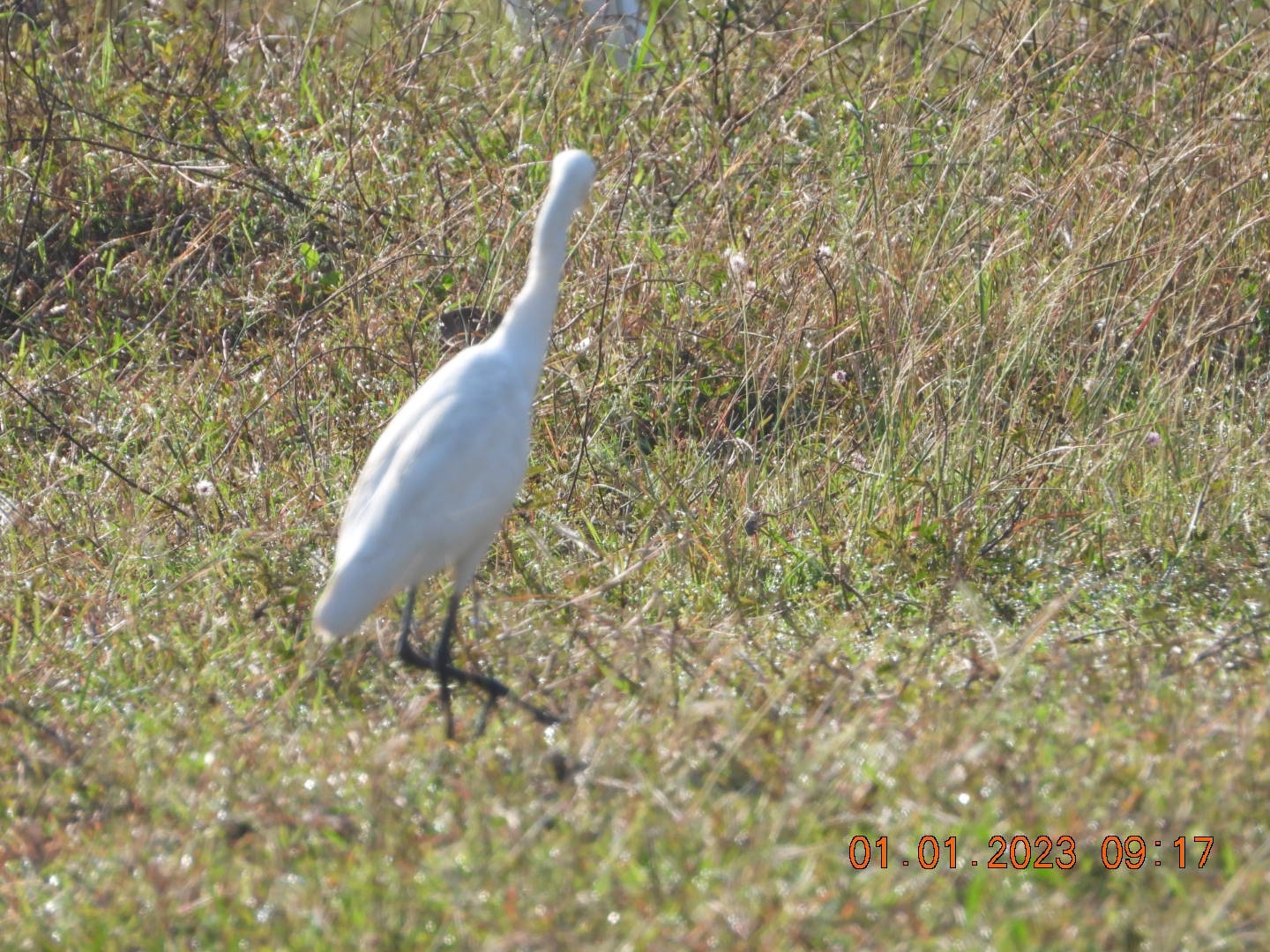 Bubulcus ibis (Linnaeus, 1758)