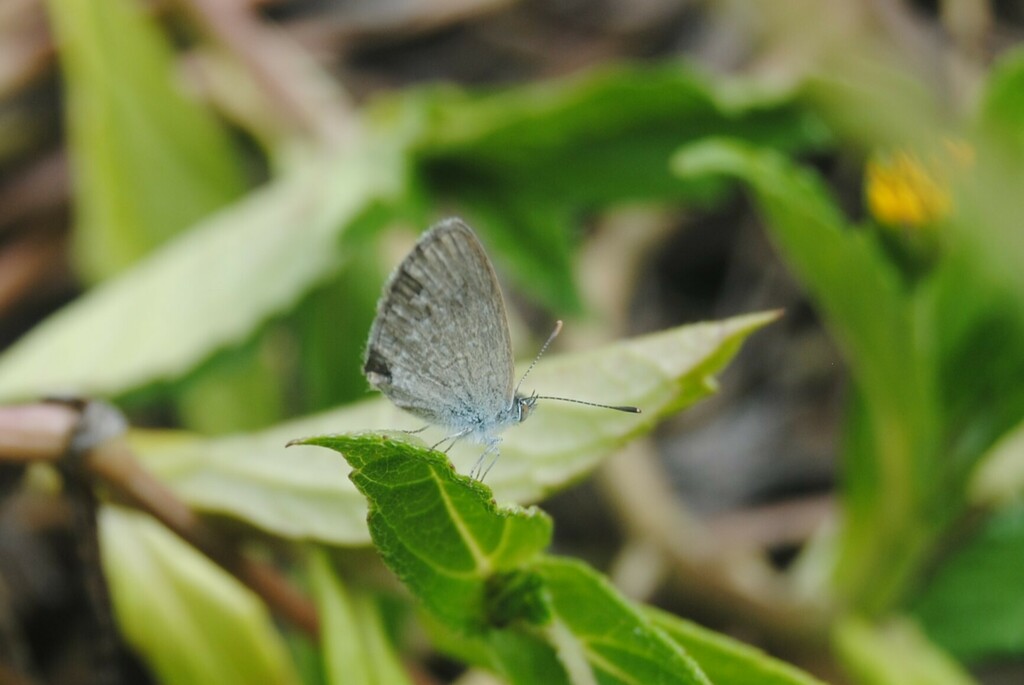 Lesser Grass Blue in January 2023 by Eve · iNaturalist
